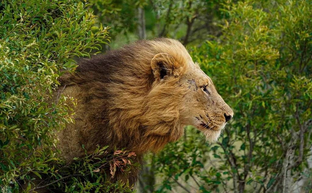The Lions of Royal Malewane: Tales of Majesty and Mystery - The Royal ...