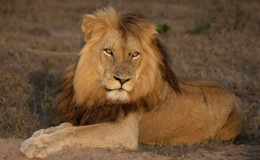 The Lions of Royal Malewane: Tales of Majesty and Mystery - The Royal ...