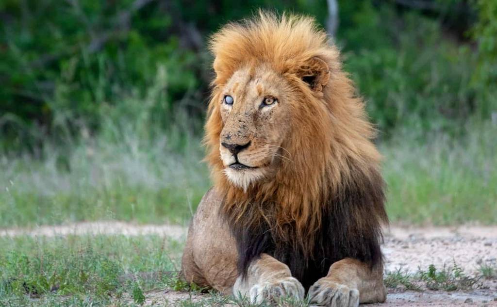 The Lions of Royal Malewane: Tales of Majesty and Mystery - The Royal ...