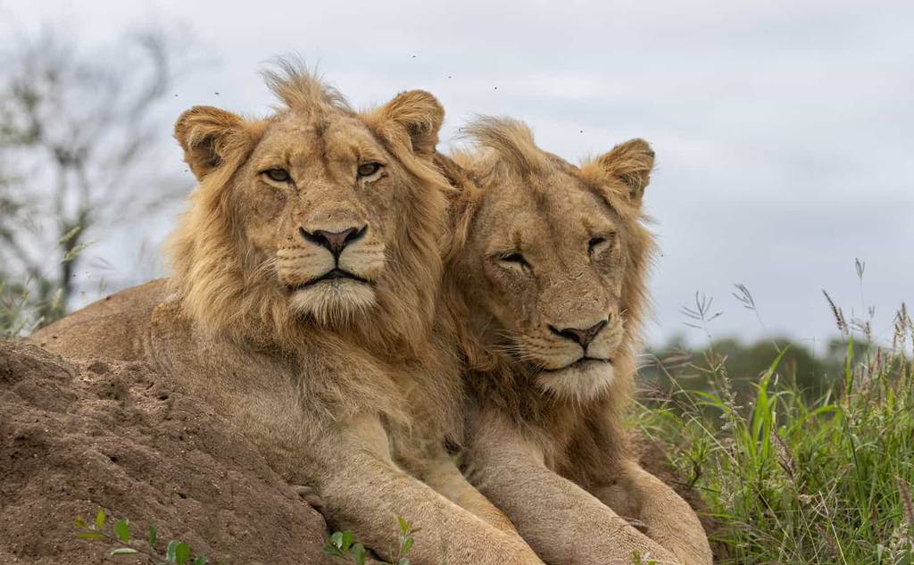 The Lions of Royal Malewane: Tales of Majesty and Mystery - The Royal ...