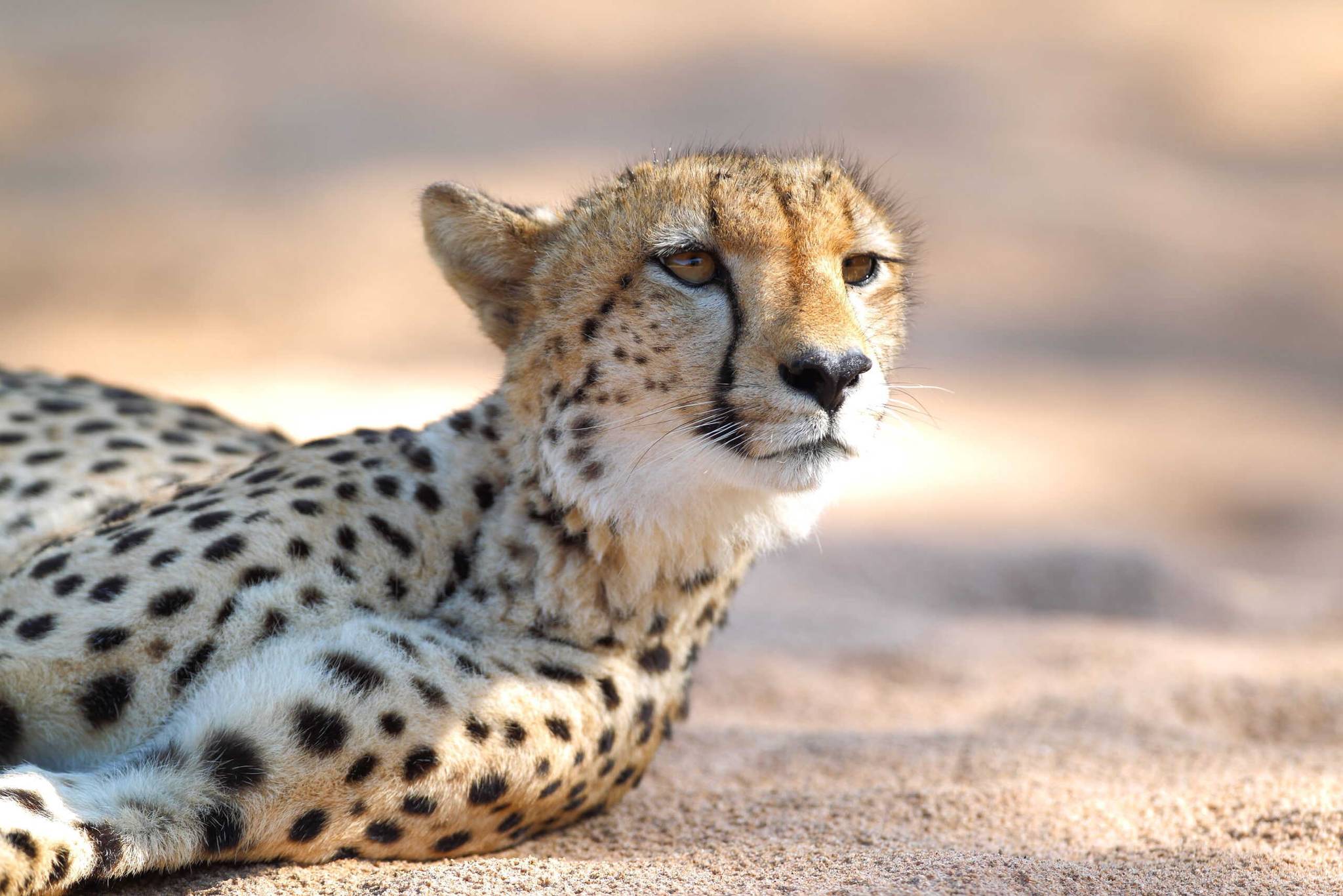 Disappearing Fast – International Cheetah Day - The Royal Portfolio